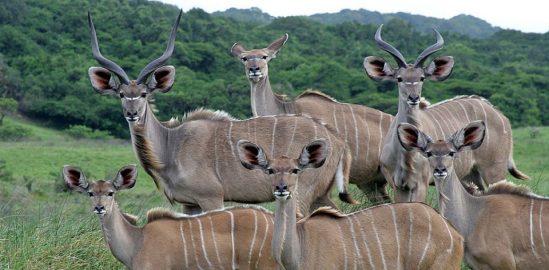Diphologolo le Dibatana [Animals] - Setswana mo Botswana