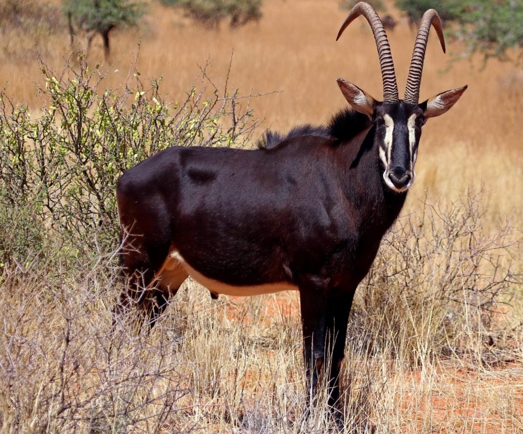 Sika loo Kgomo le Podi [Bovids] - Setswana mo Botswana