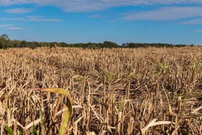 Motsheganong [May in Setswana] - Setswana mo Botswana